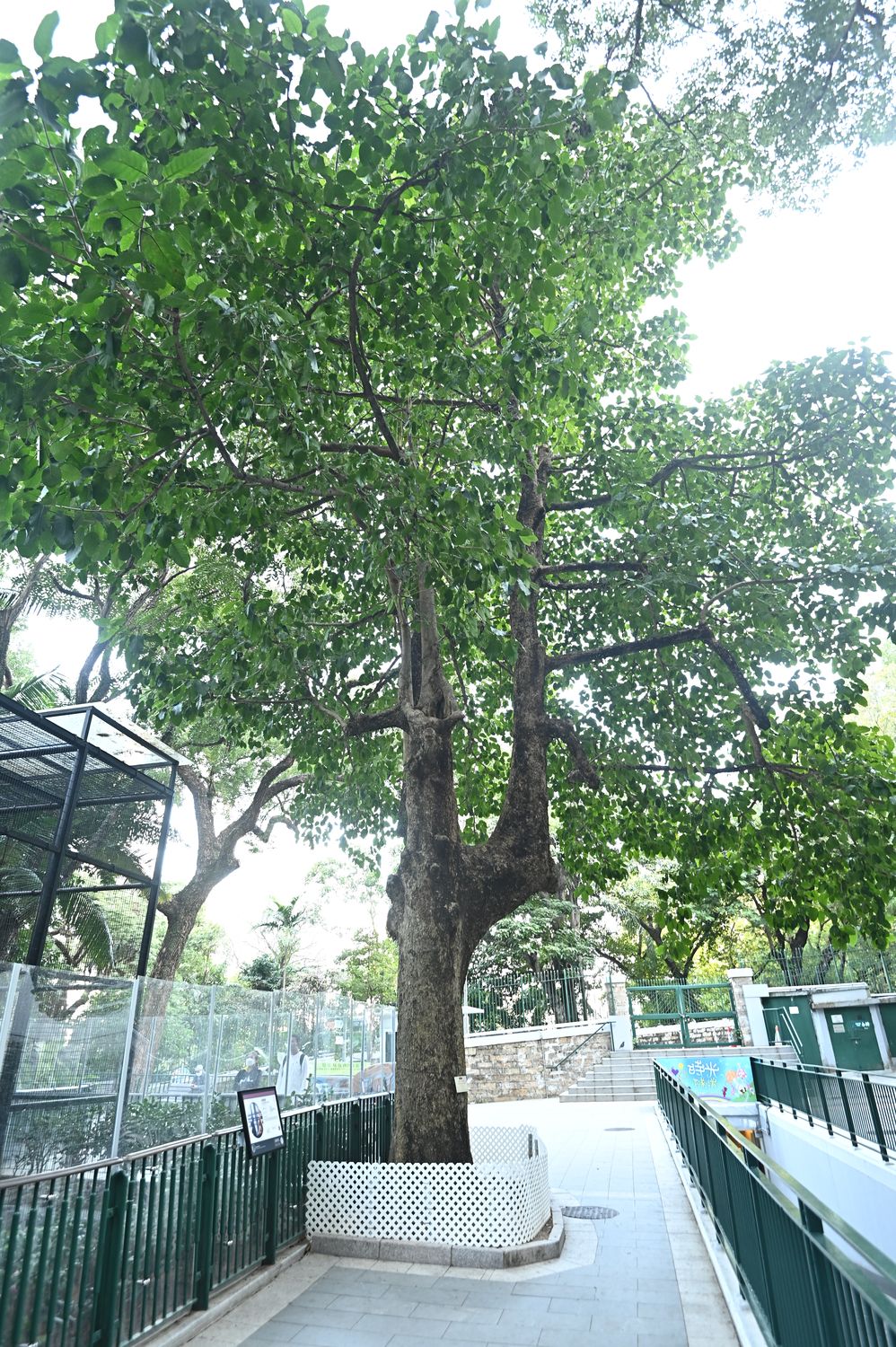 Hong Kong Zoological and Botanical Gardens - Nauclea orientalis