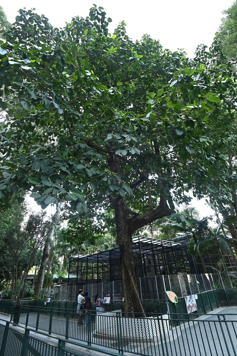 Hong Kong Zoological and Botanical Gardens - Nauclea orientalis