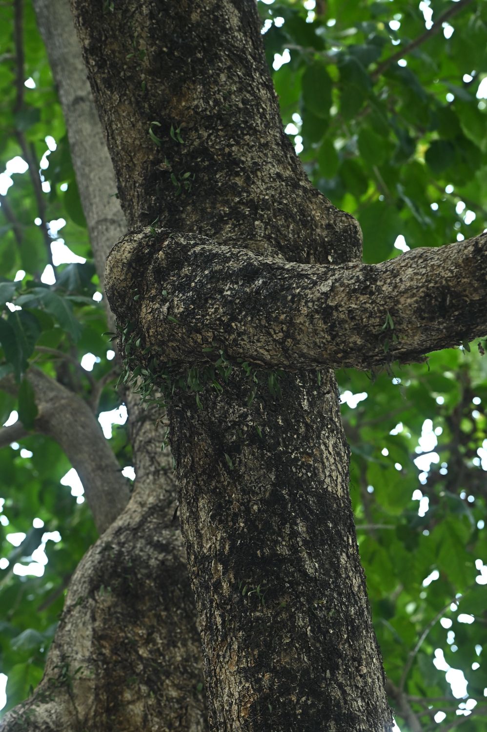 Hong Kong Zoological and Botanical Gardens - Nauclea orientalis