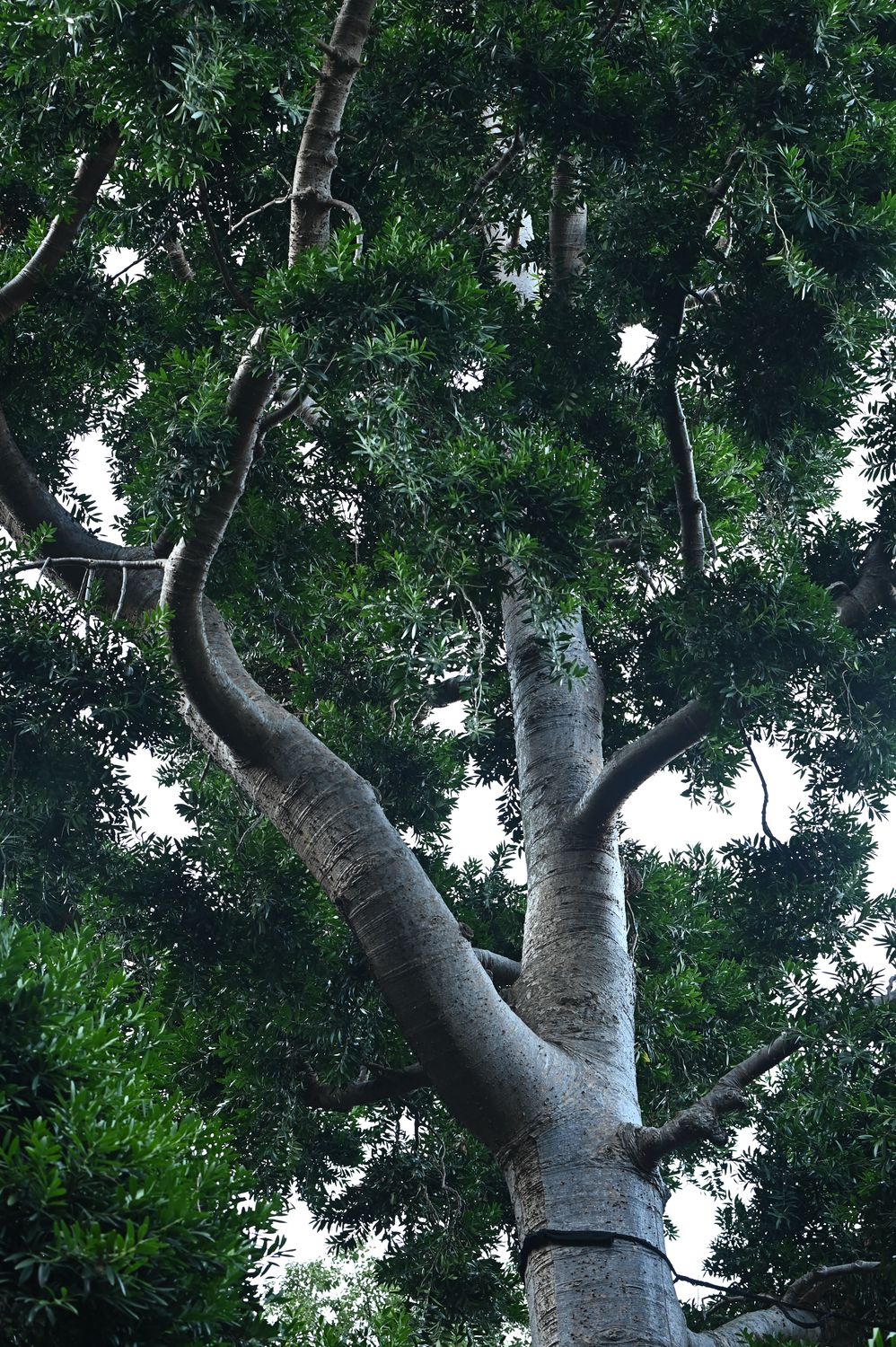 Hong Kong Zoological and Botanical Gardens - Agathis dammara