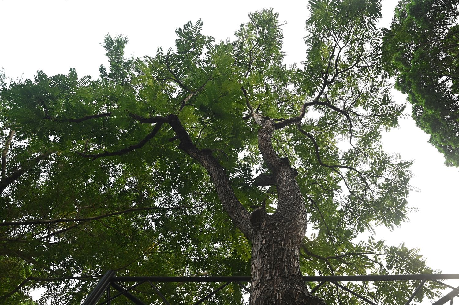 Hong Kong Zoological and Botanical Gardens - Toona sinensis