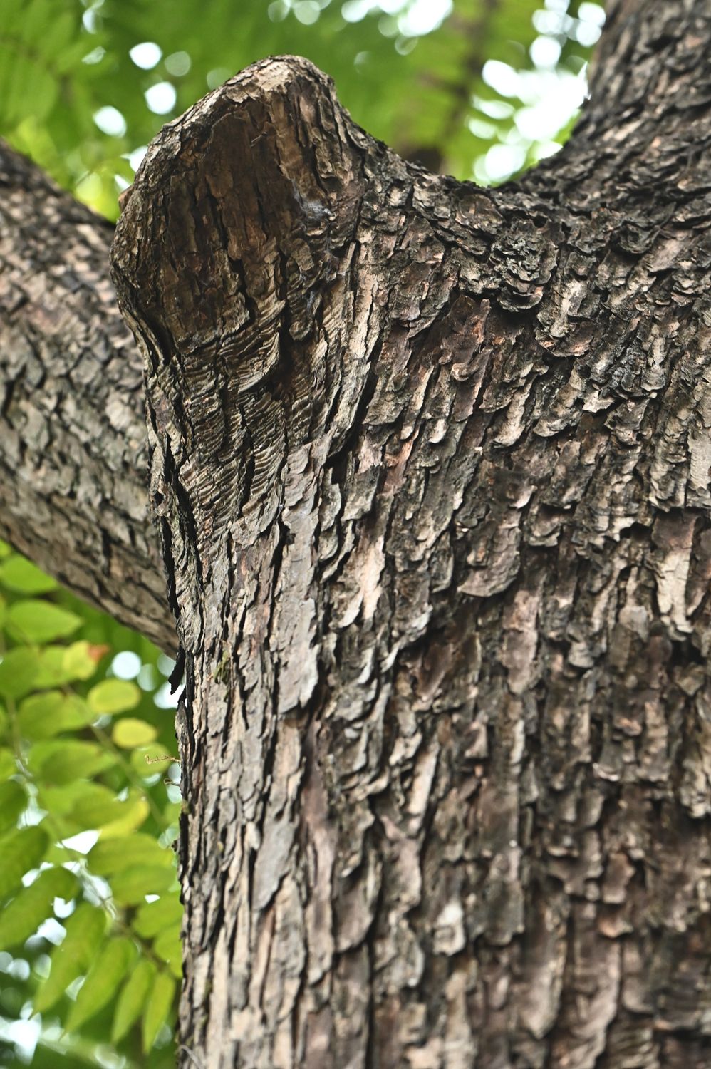 Hong Kong Zoological and Botanical Gardens - Toona sinensis
