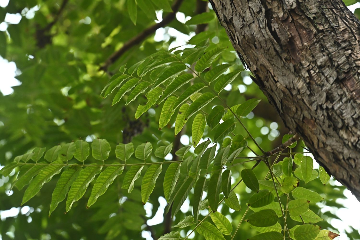 Hong Kong Zoological and Botanical Gardens - Toona sinensis