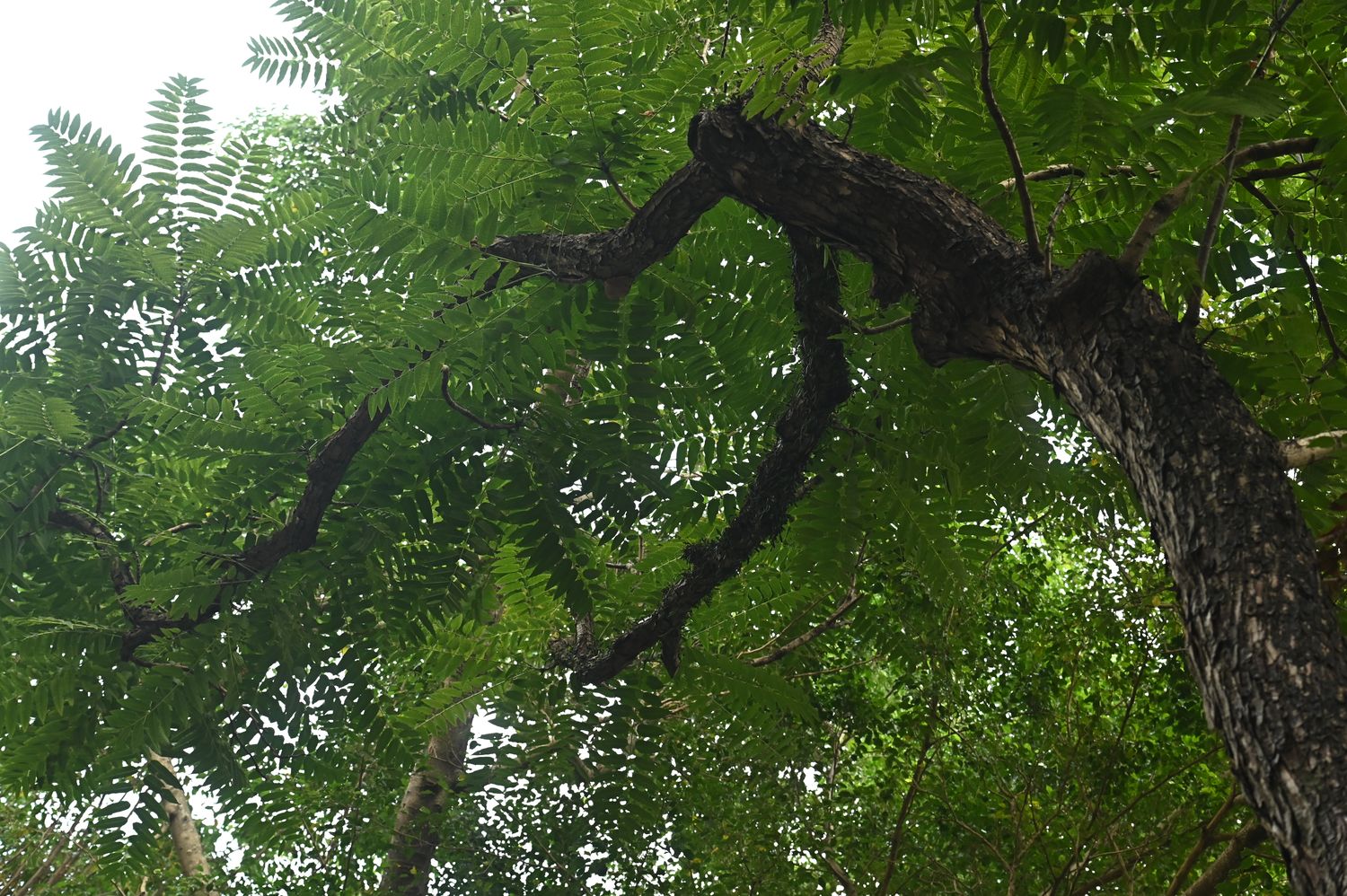 Hong Kong Zoological and Botanical Gardens - Toona sinensis
