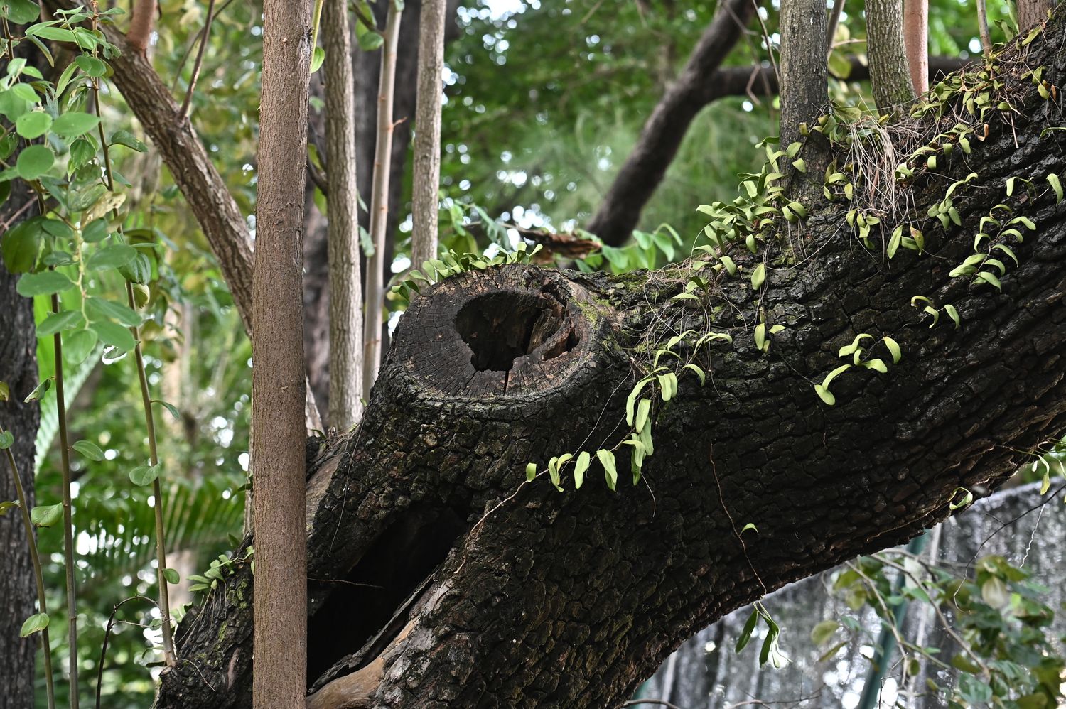 Hong Kong Zoological and Botanical Gardens - Ziziphus mauritiana