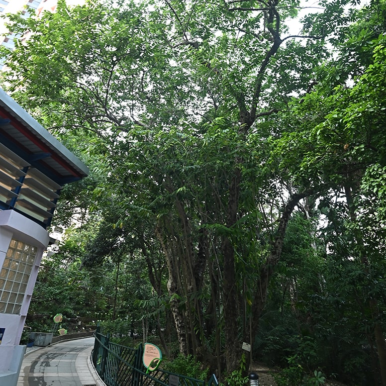 Hong Kong Zoological and Botanical Gardens - OLD AND VALUABLE TREES