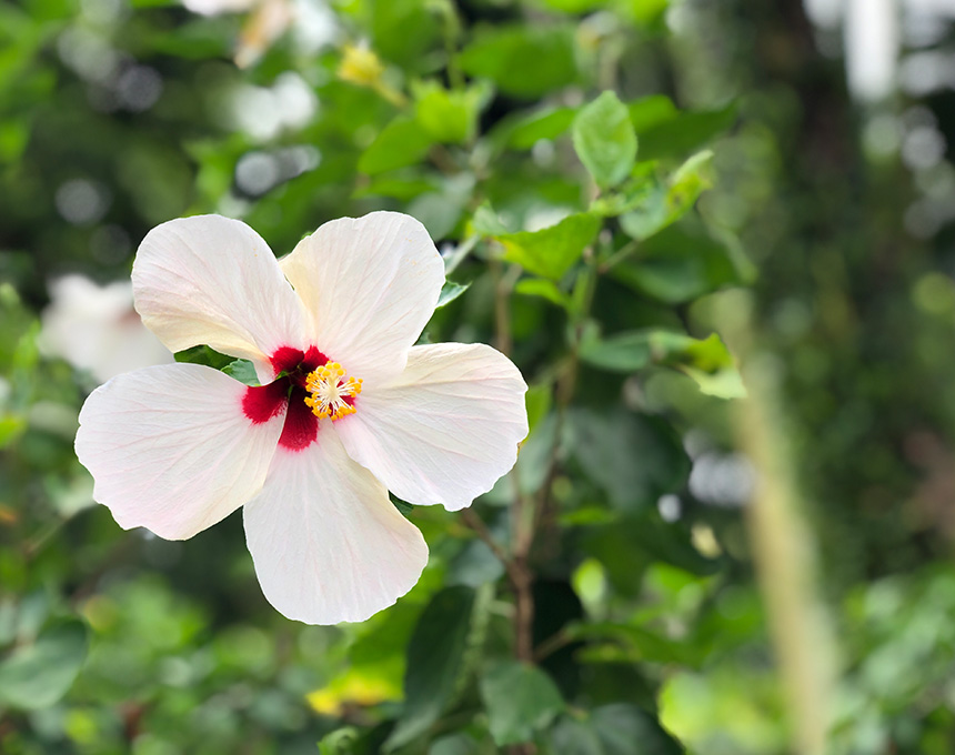Hong Kong Zoological and Botanical Gardens - Flowering Plants of the Month