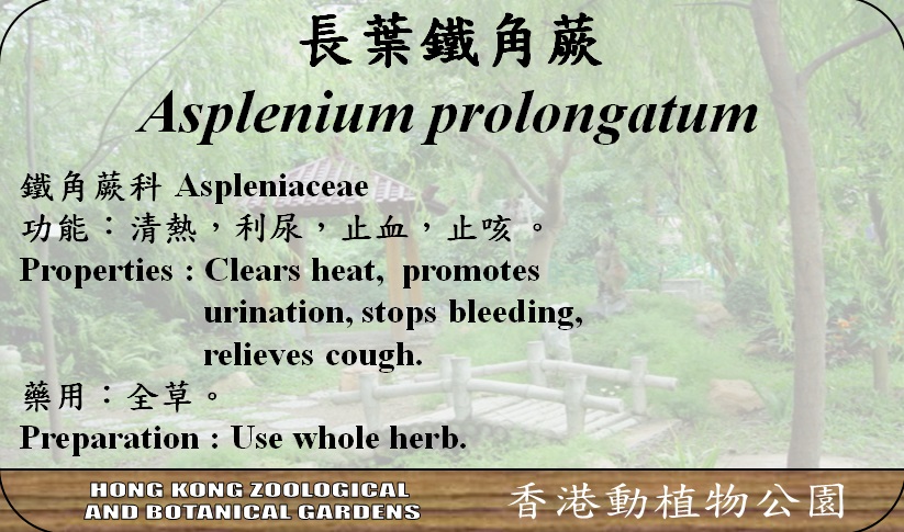 Hong Kong Zoological and Botanical Gardens - Herbs for removing ‘heat ...