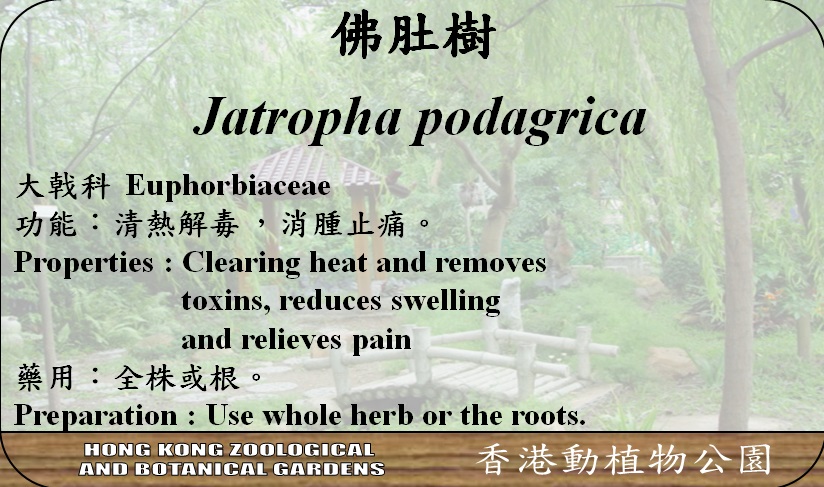 Hong Kong Zoological and Botanical Gardens - Herbal tea plants/Herbs ...